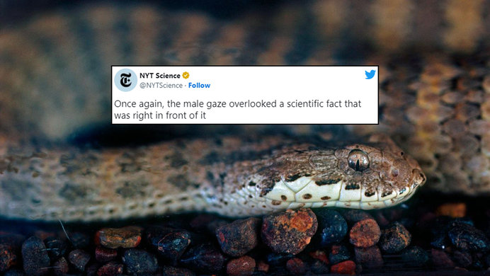 Scientists Have Discovered The Snake Clitoris, And Everyone's Got One ...