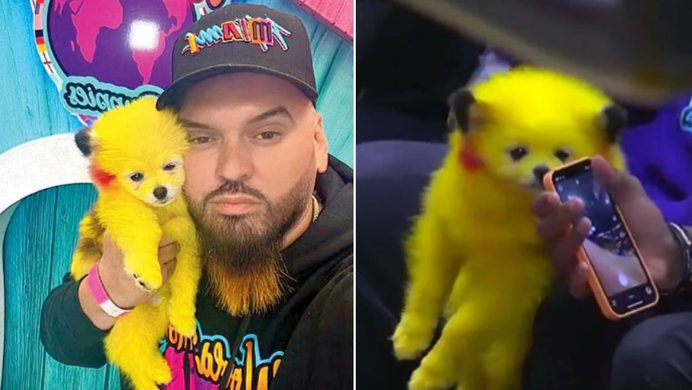 Florida Man Under Attack For Bringing Pikachu Dog Courtside At The Heat ...