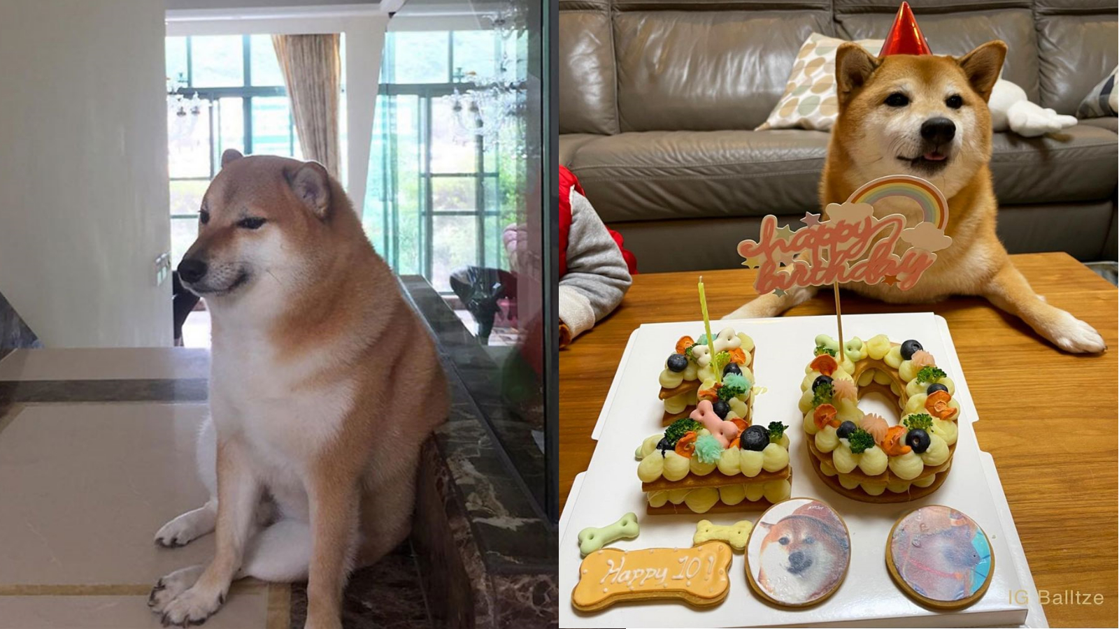 Cheems Turns 10 Years Old! | Know Your Meme