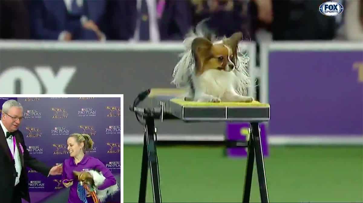 Gabby The Papillon Goes Viral For Running Very, Very Fast | Know Your Meme