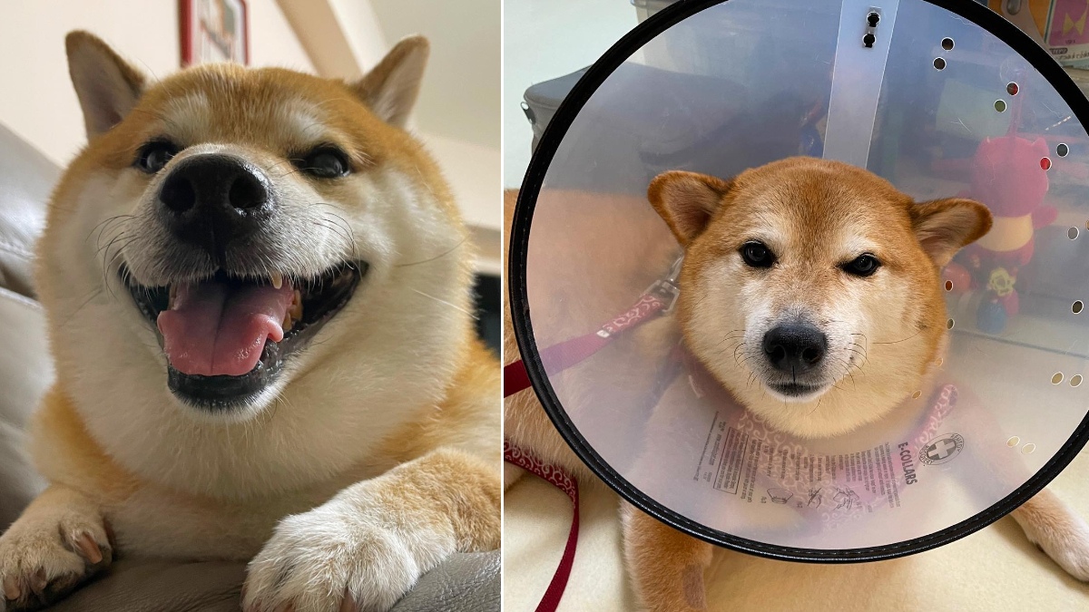 Shiba Inu And Meme Star 'Cheems' Fully Recovers After Pancreatitis ...