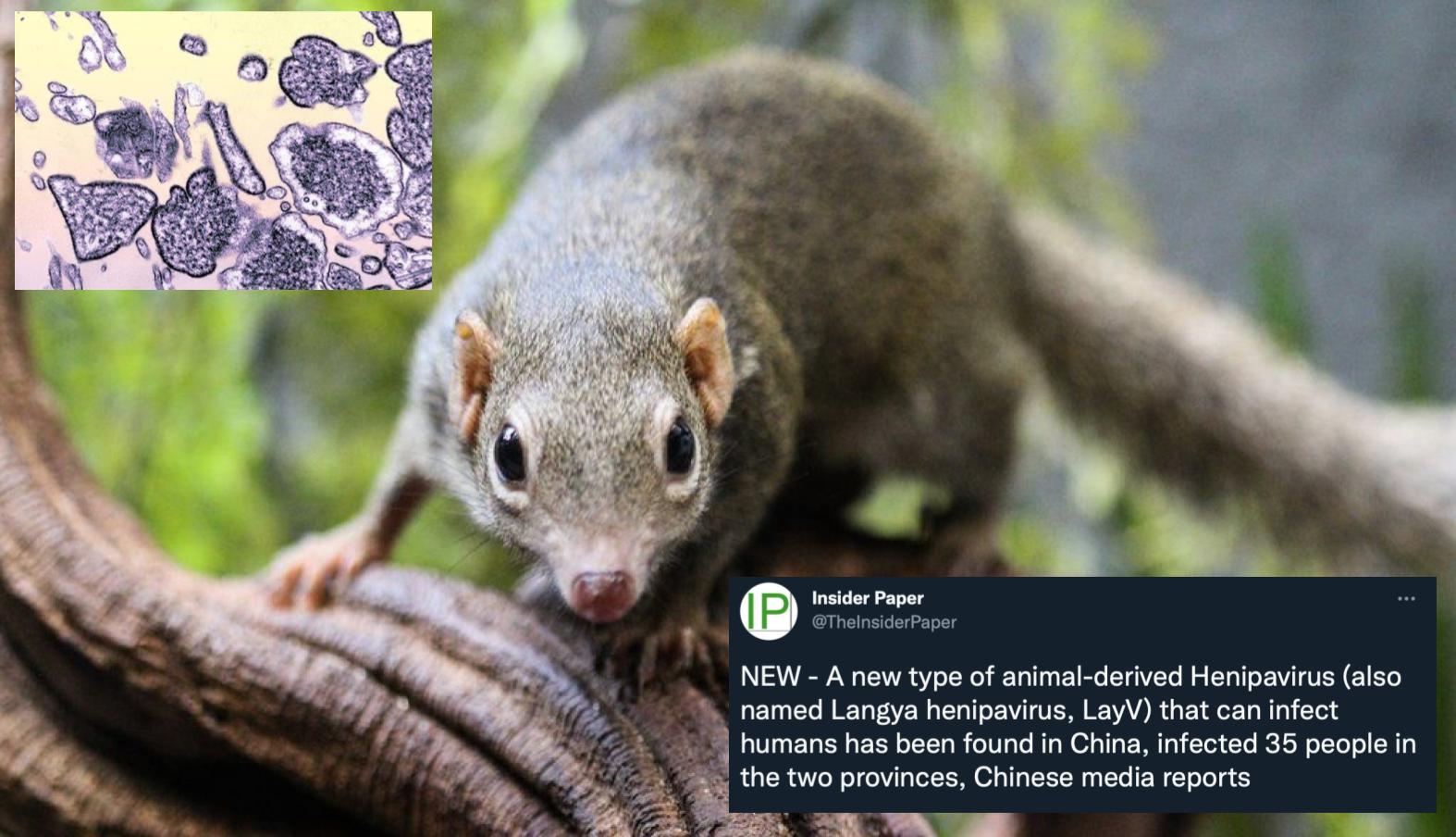 New Langya Virus Goes Viral Online, As Fears Of Another Pandemic Rise ...