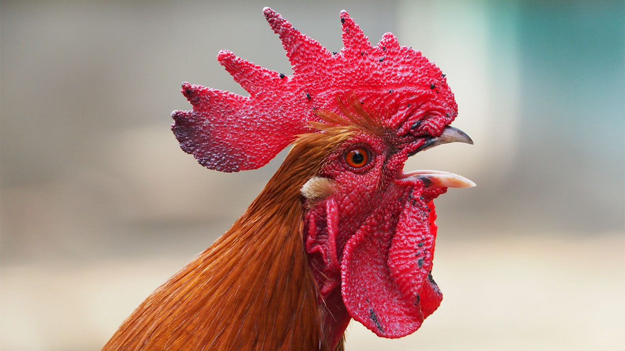 As University Of South Carolina Brainstorms New Name For Its Rooster ...