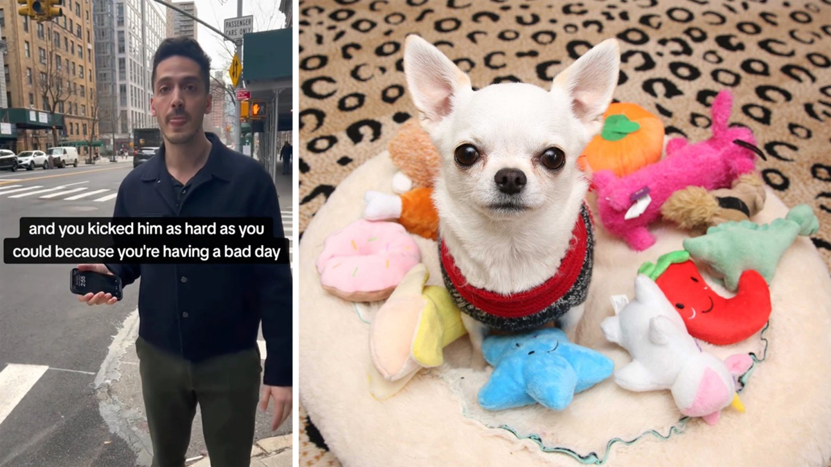 Google And Former TikTok Employee Filmed Allegedly Kicking Dog, Goes Viral As In... | Know Your Meme