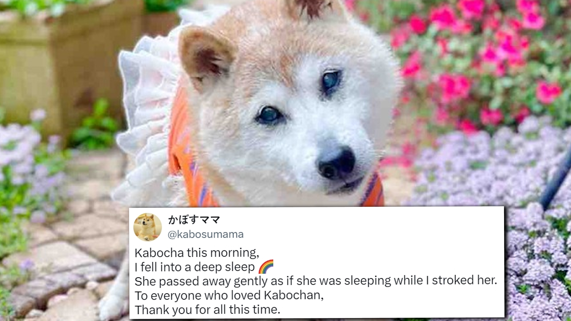 Kabosu, Shiba Inu Who Gave Us The Doge Meme, Has Died | Know Your Meme