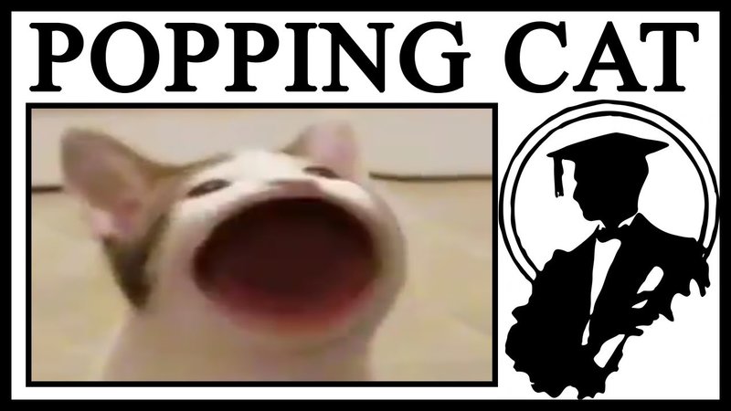 'Lessons In Meme Culture' Pops With Popping Cat - VisionViral.com