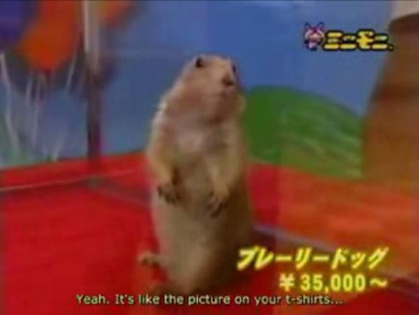 [Image - 54] | Dramatic Chipmunk | Know Your Meme