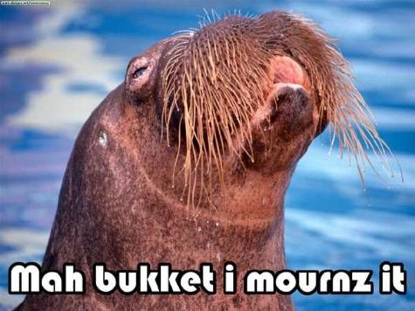 [Image - 498] | Lolrus | Know Your Meme