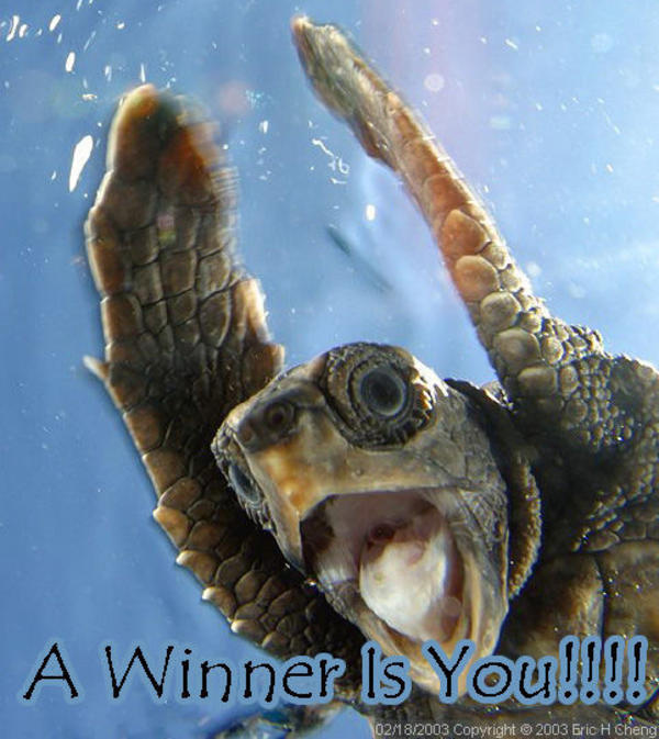 [Image - 1399] | A Winner Is You | Know Your Meme