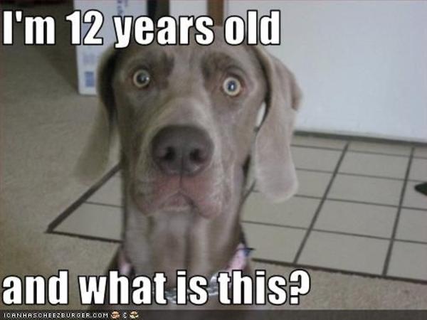 [Image - 3068] | I'm Twelve Years Old and What is This? | Know Your Meme