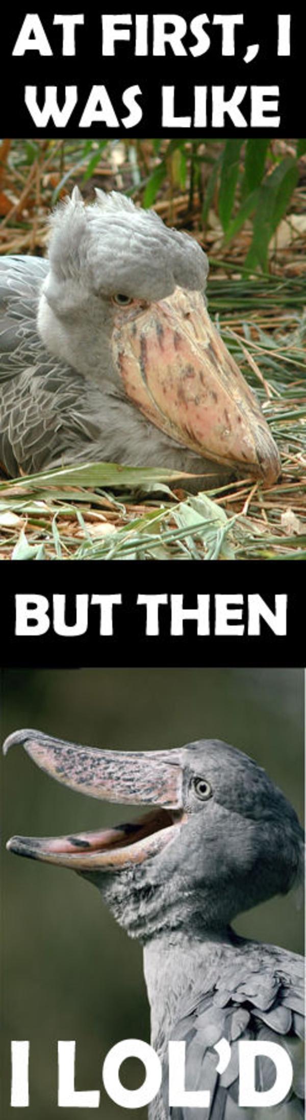 [Image - 3161] | At First, I Was Like, But Then, I Was Like | Know Your ...