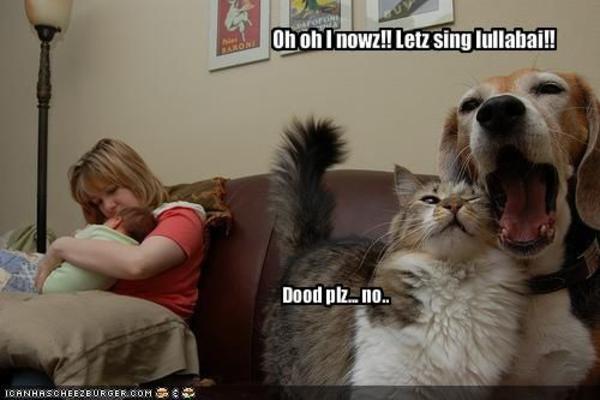[Image - 5212] | LOLcats | Know Your Meme