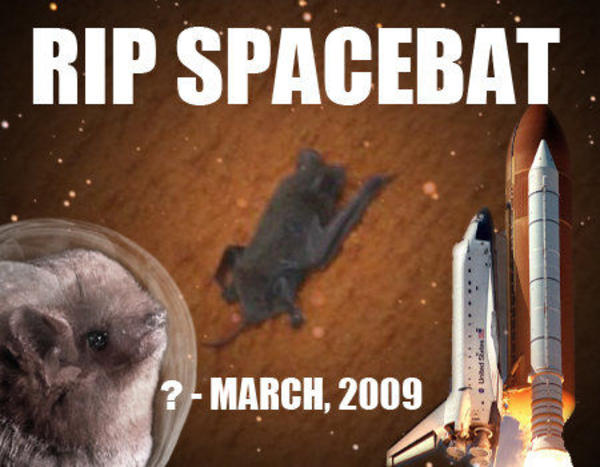 [Image - 5789] | Space Bat | Know Your Meme