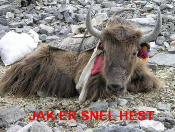 [Image - 6883] | Snel hest | Know Your Meme