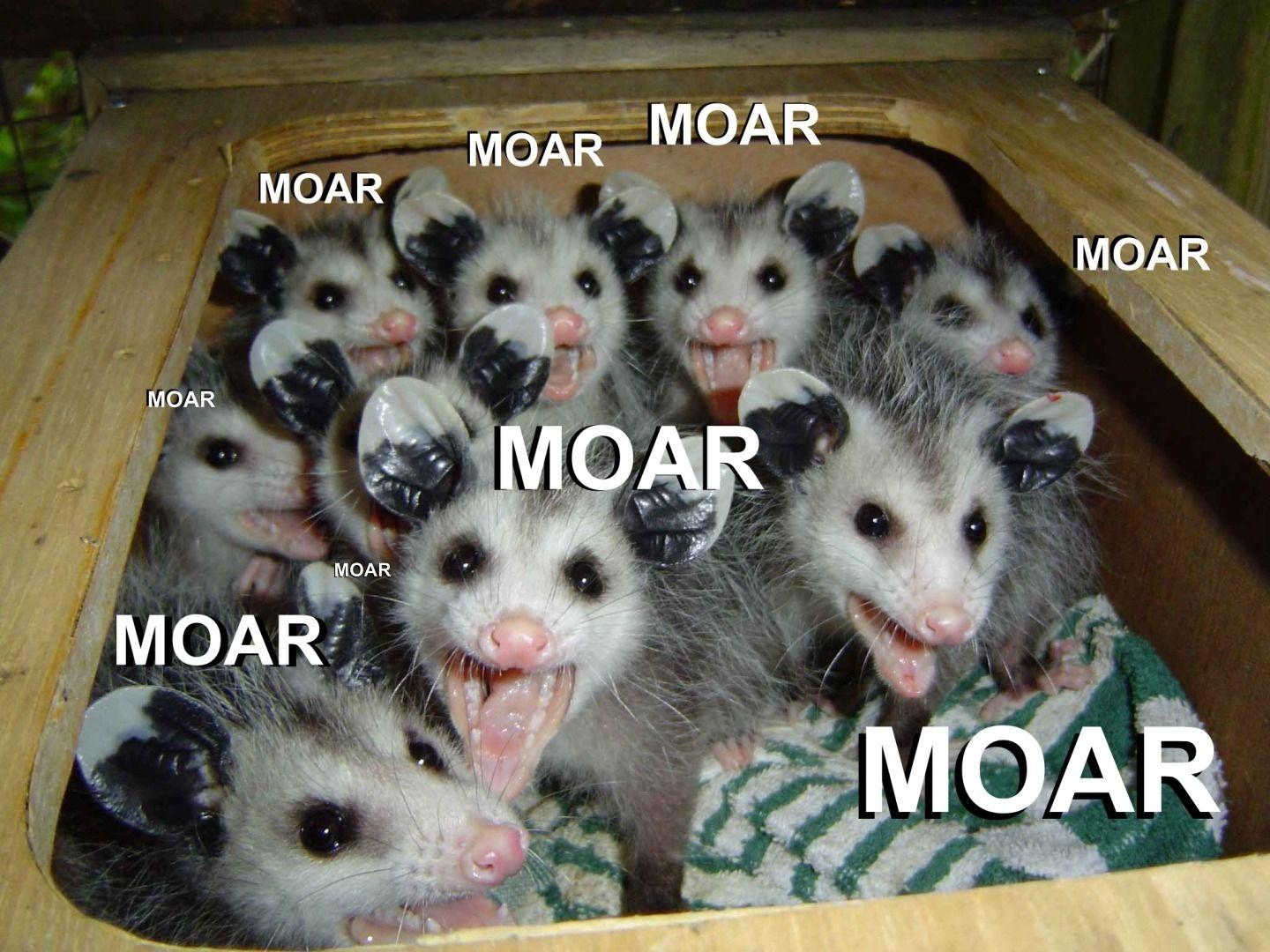 [Image - 7196] | MOAR | Know Your Meme