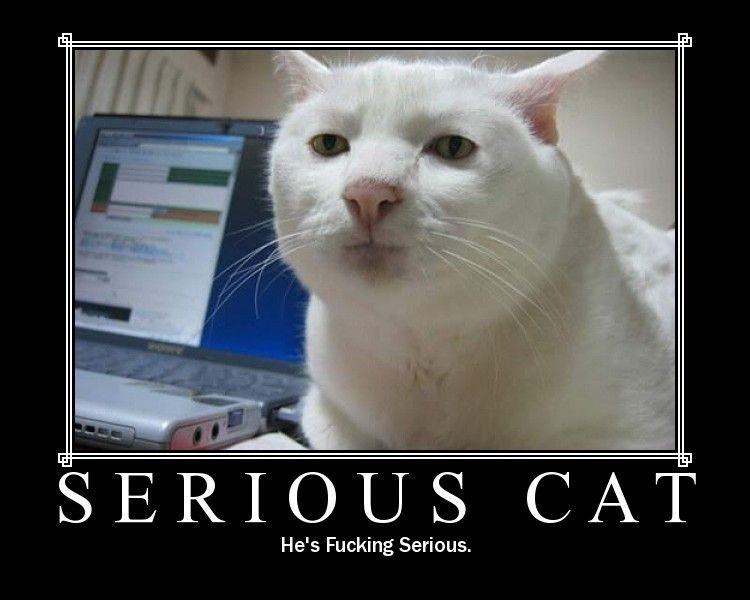 [Image - 7202] | Serious Cat | Know Your Meme