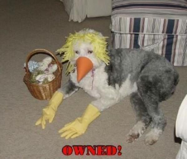 [Image - 7364] | OWNED (PWNED) | Know Your Meme