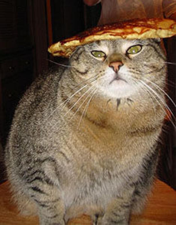 [Image - 7449] | Pancake Bunny | Know Your Meme