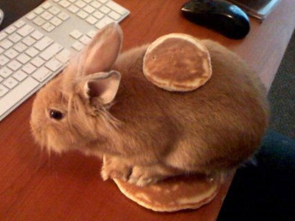 [Image - 7531] | Pancake Bunny | Know Your Meme