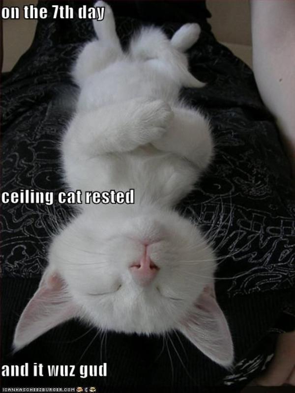 [Image - 8091] | Ceiling Cat | Know Your Meme