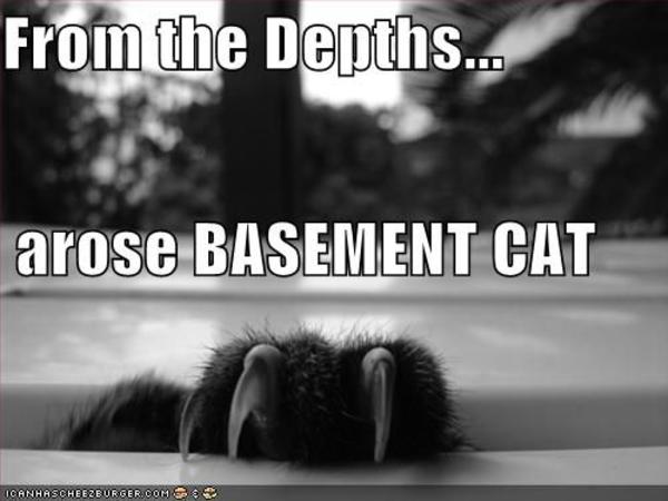 [Image - 8331] | Basement Cat | Know Your Meme