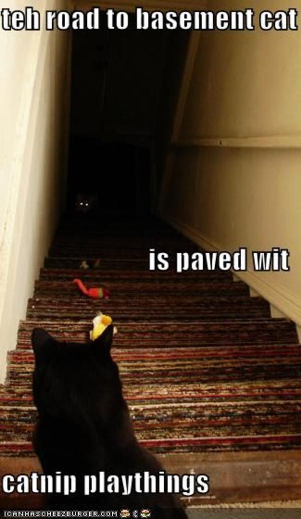 Image 8337 Basement Cat Know Your Meme Image 8337 Basement Cat Know Your Meme