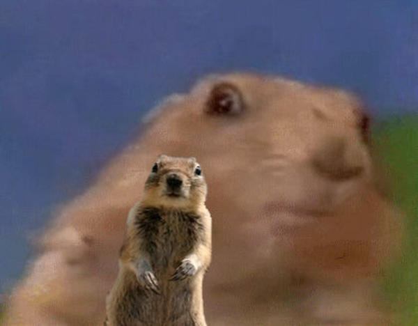 [Image - 8793] | Crasher Squirrel | Know Your Meme