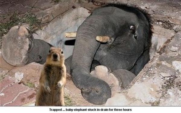 [Image - 8798] | Crasher Squirrel | Know Your Meme