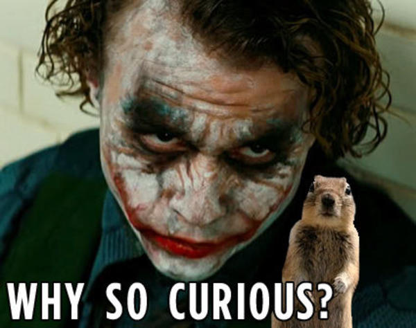 [Image - 8824] | Crasher Squirrel | Know Your Meme