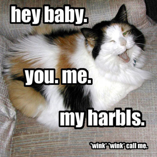 [Image - 8861] | LOLcats | Know Your Meme