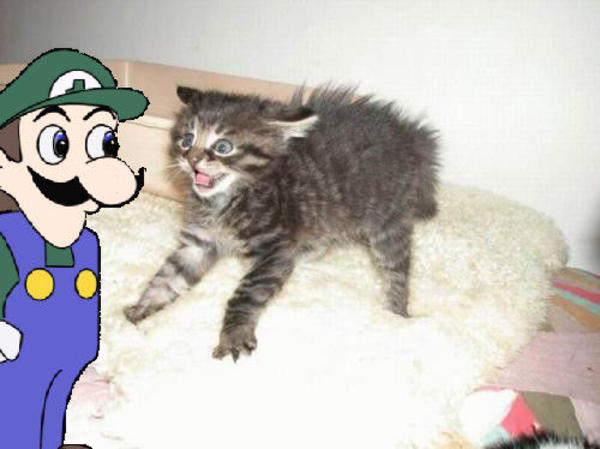 [Image - 9865] | Weegee | Know Your Meme