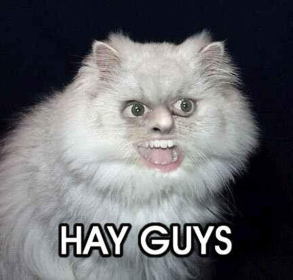 [Image - 12621] | LOLcats | Know Your Meme