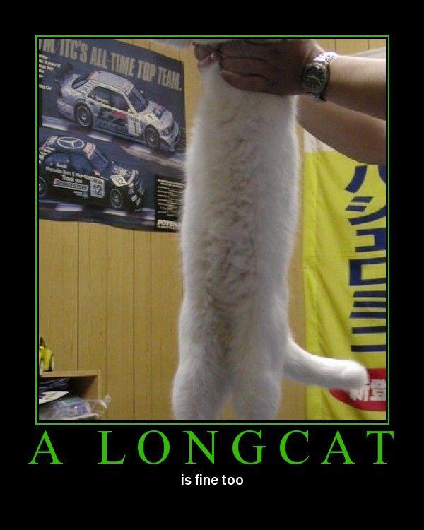 A Longcat is fine too | Demotivational Posters | Know Your Meme