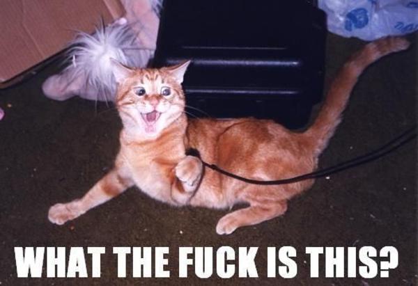 [Image - 13933] | LOLcats | Know Your Meme