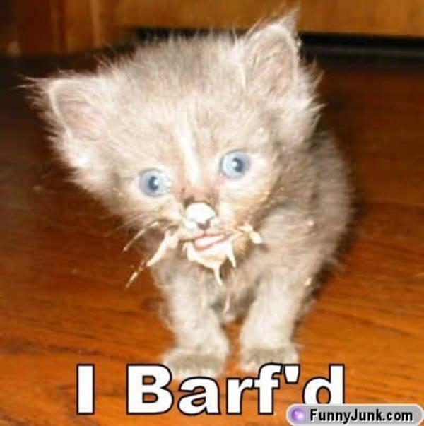 I Barf'd | LOLcats | Know Your Meme