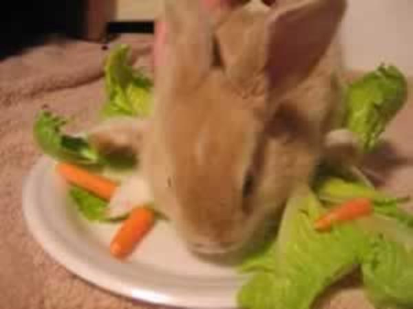 [Image - 14920] | Save Toby | Know Your Meme