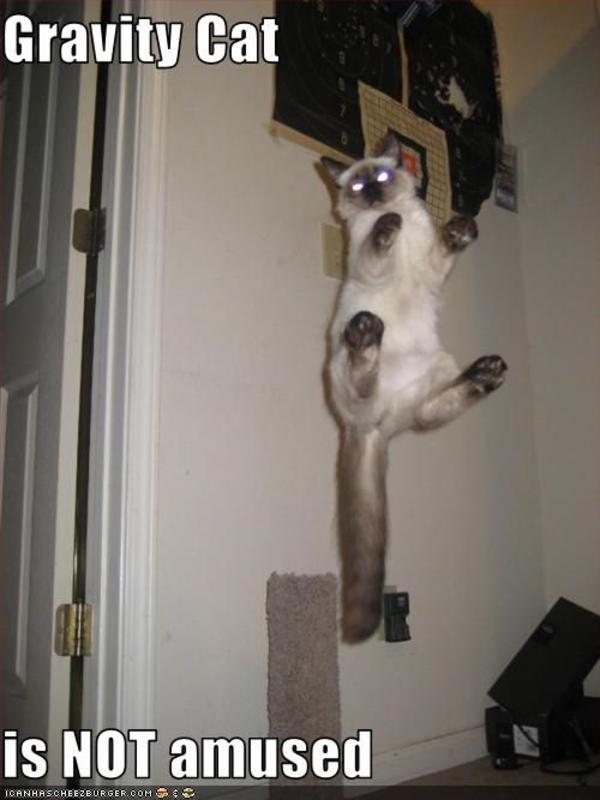 [Image - 16163] | Gravity Cat | Know Your Meme