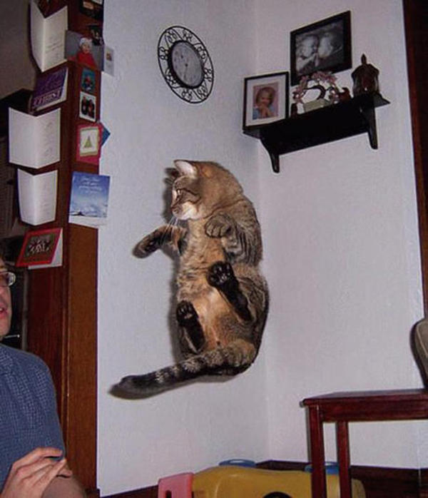 [Image - 16168] | Gravity Cat | Know Your Meme