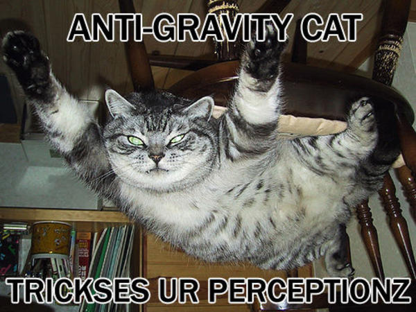 [Image - 16169] | Gravity Cat | Know Your Meme