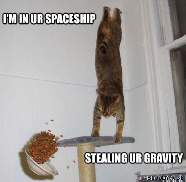 [Image - 16173] | Gravity Cat | Know Your Meme