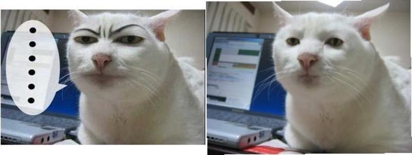 [Image - 16545] | Serious Cat | Know Your Meme