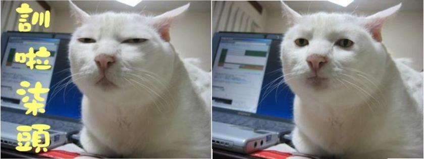 [Image - 16558] | Serious Cat | Know Your Meme