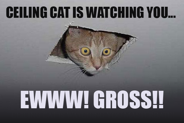 [Image - 16652] | Ceiling Cat | Know Your Meme
