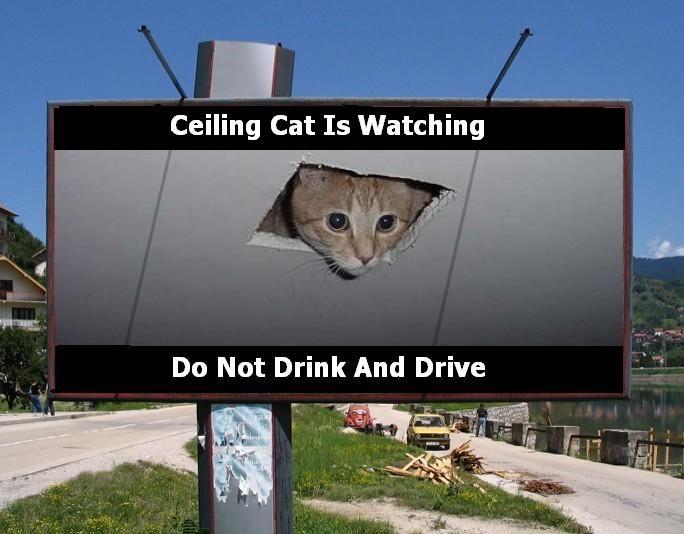 [Image - 16666] | Ceiling Cat | Know Your Meme