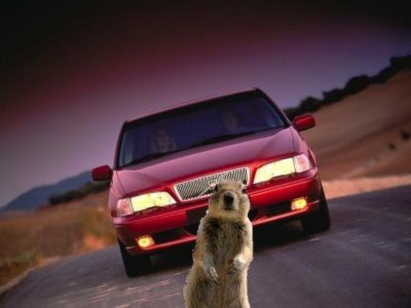 [Image - 16862] | Crasher Squirrel | Know Your Meme