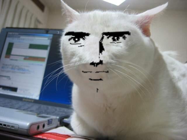 [Image - 17011] | Serious Cat | Know Your Meme