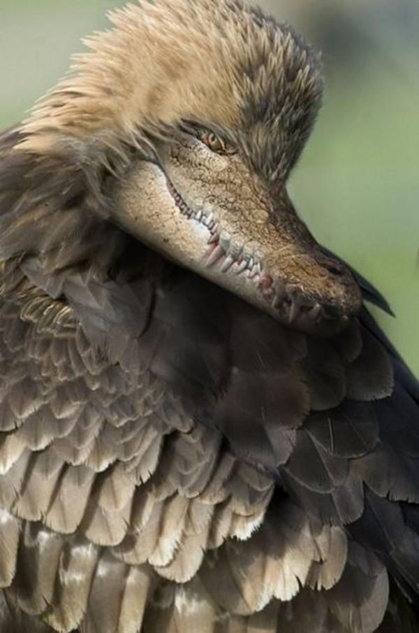 [Image - 18353] | Crocoduck | Know Your Meme