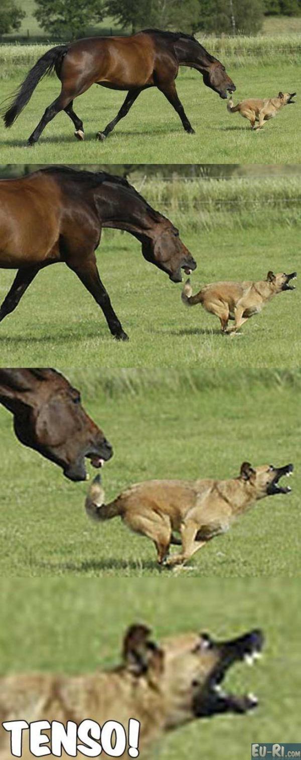 [Image - 19047] | Tenso | Know Your Meme