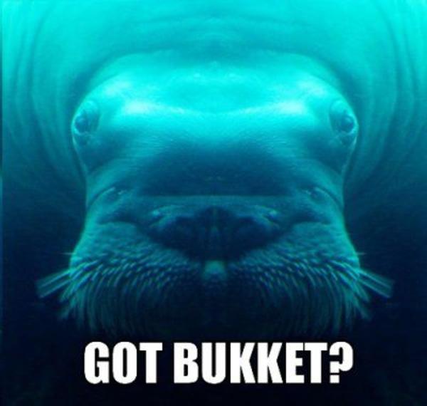 [Image - 21606] | Lolrus | Know Your Meme