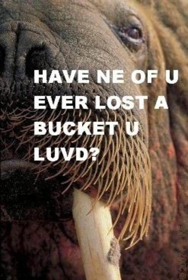 [Image - 21629] | Lolrus | Know Your Meme